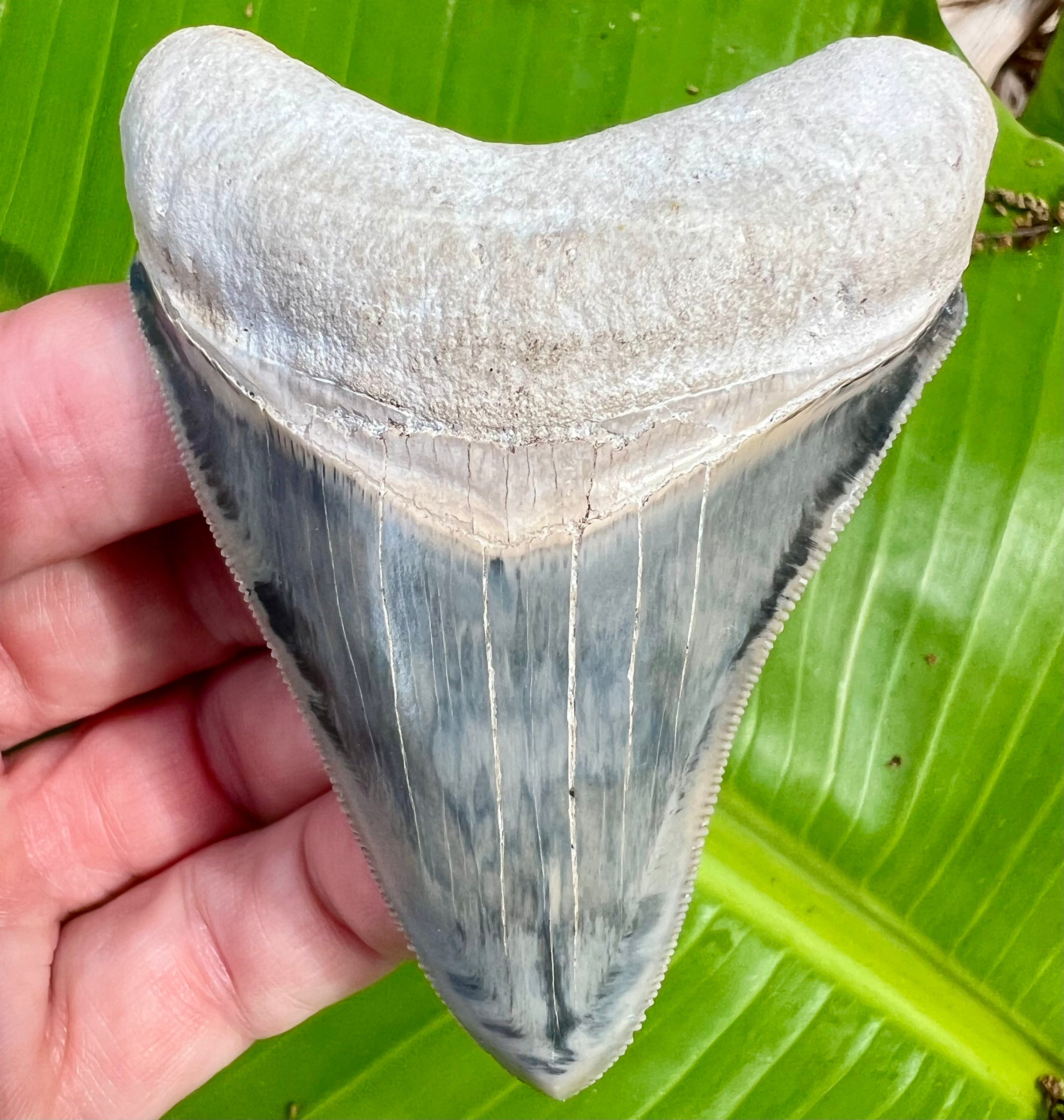 Florida Fossil Bone Valley Megalodon Shark tooth – Primitive Past