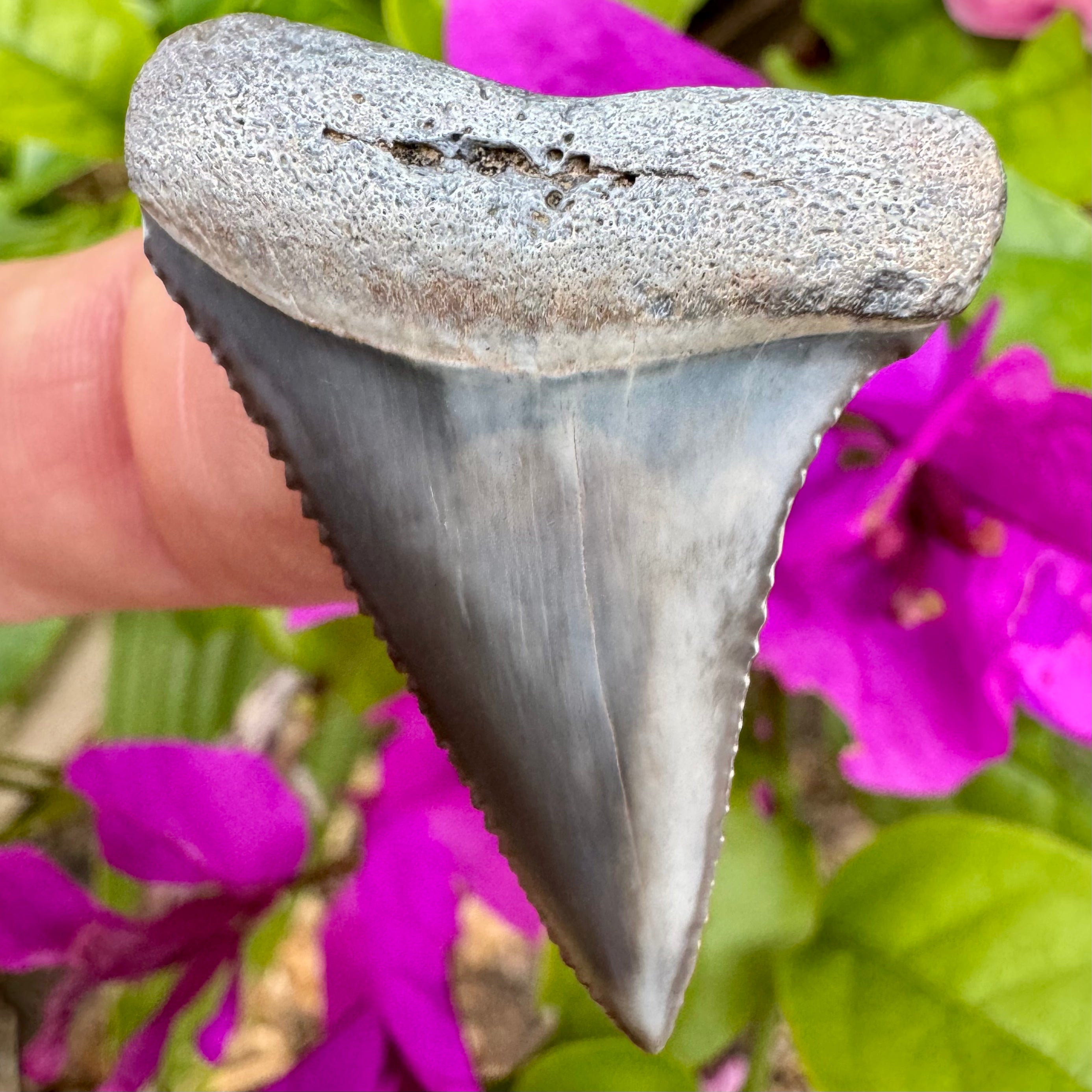 Great White SHARK tooth FOSSIL – Primitive Past