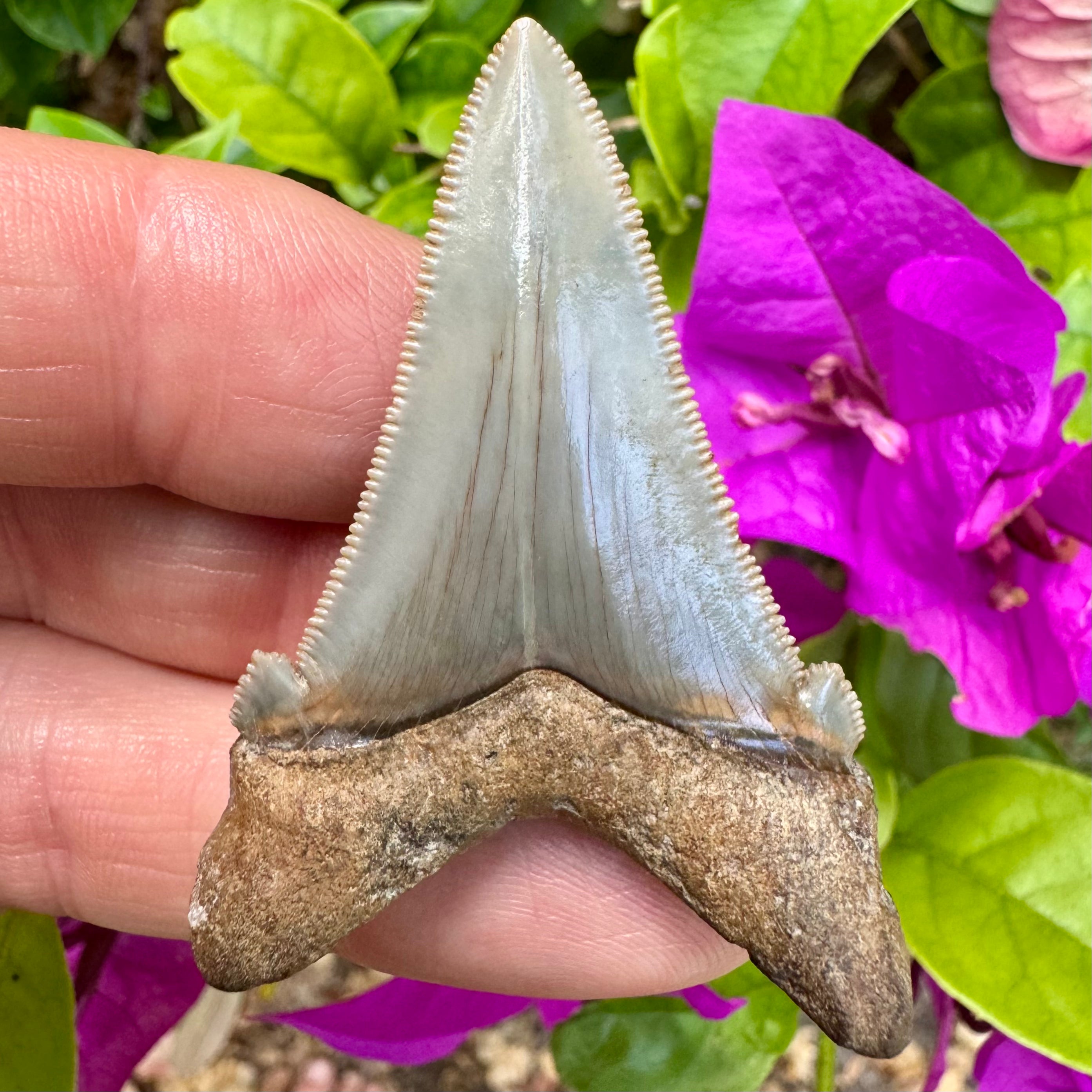 Angustiden SHARK tooth from South Carolina – Primitive Past
