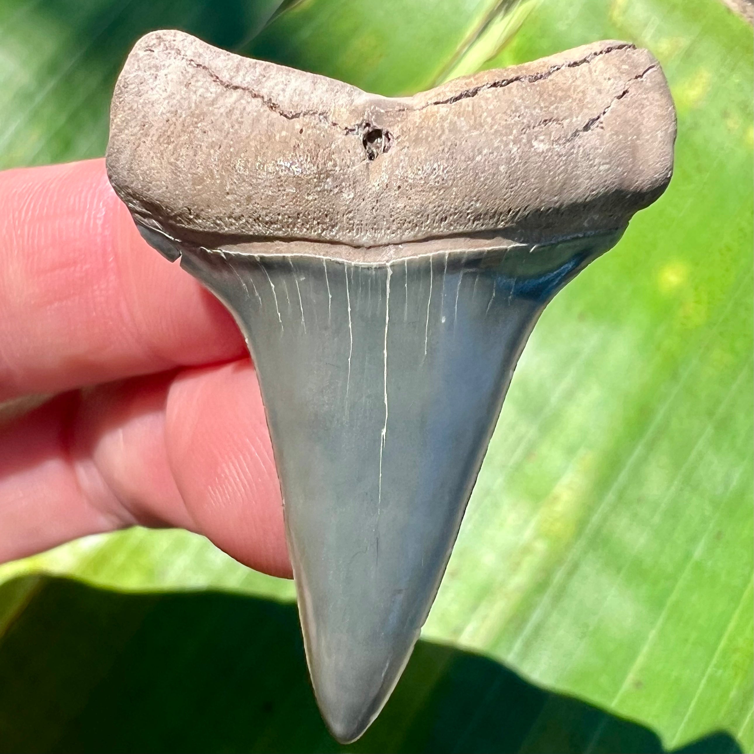 Venice Florida Fossil Hastalis SHARK tooth – Primitive Past