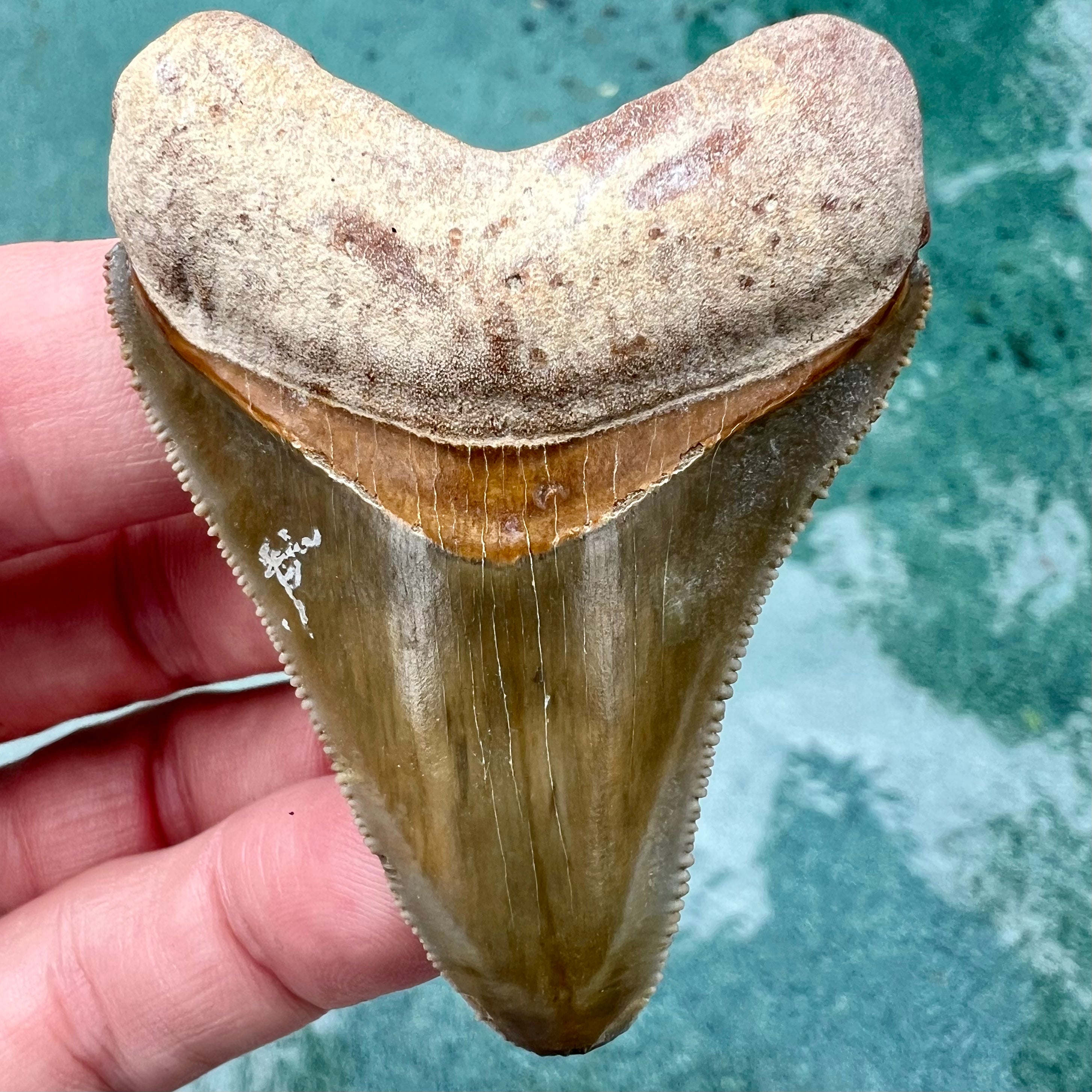 Bone Valley Florida Fossil Megalodon SHARK tooth – Primitive Past