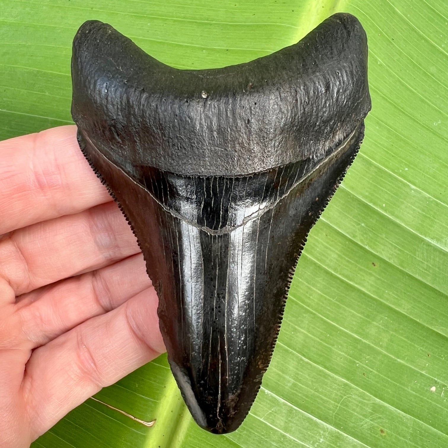 Authentic Florida Fossil Megalodon Shark Tooth – Primitive Past
