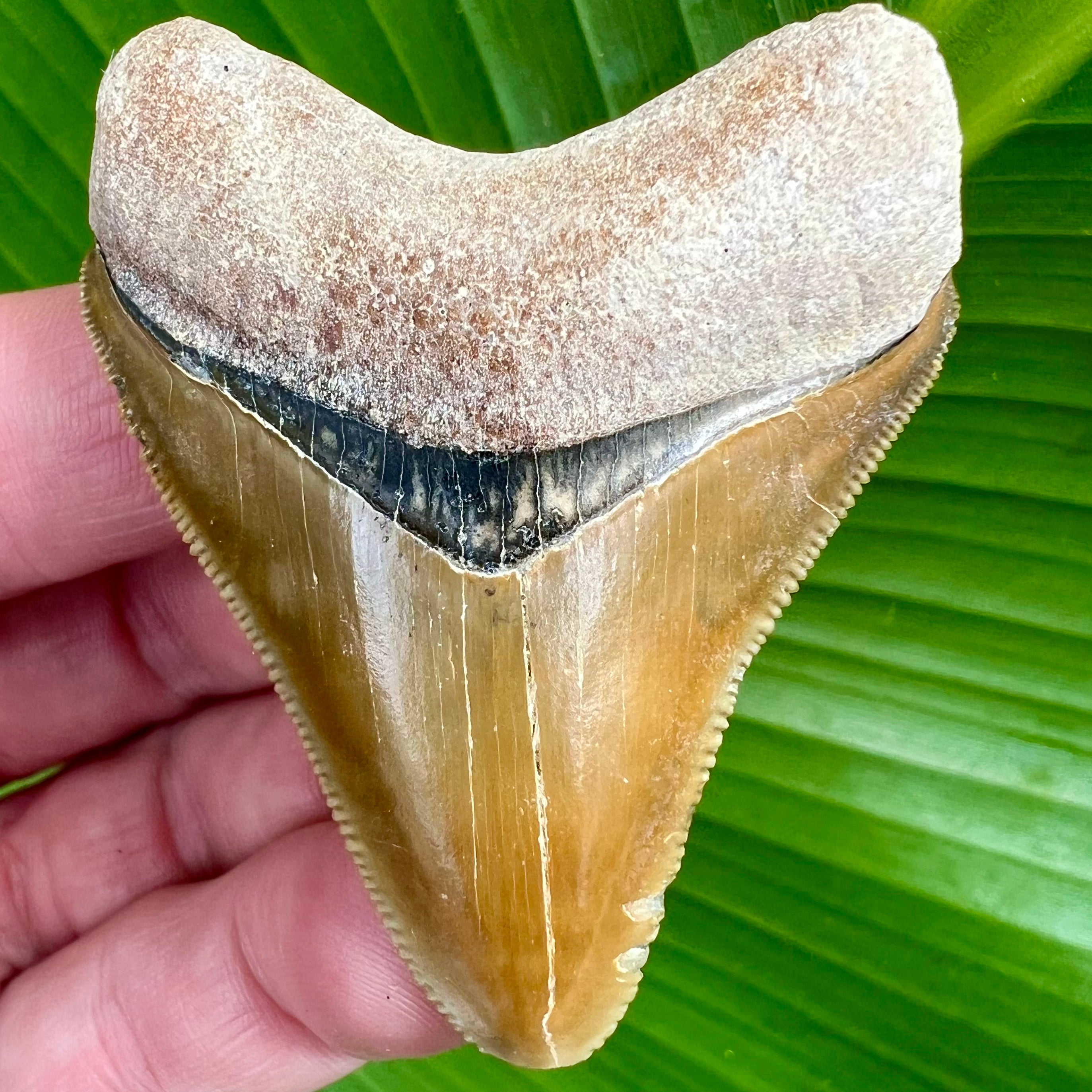 Bone Valley Florida Megalodon Fossil SHARK tooth – Primitive Past