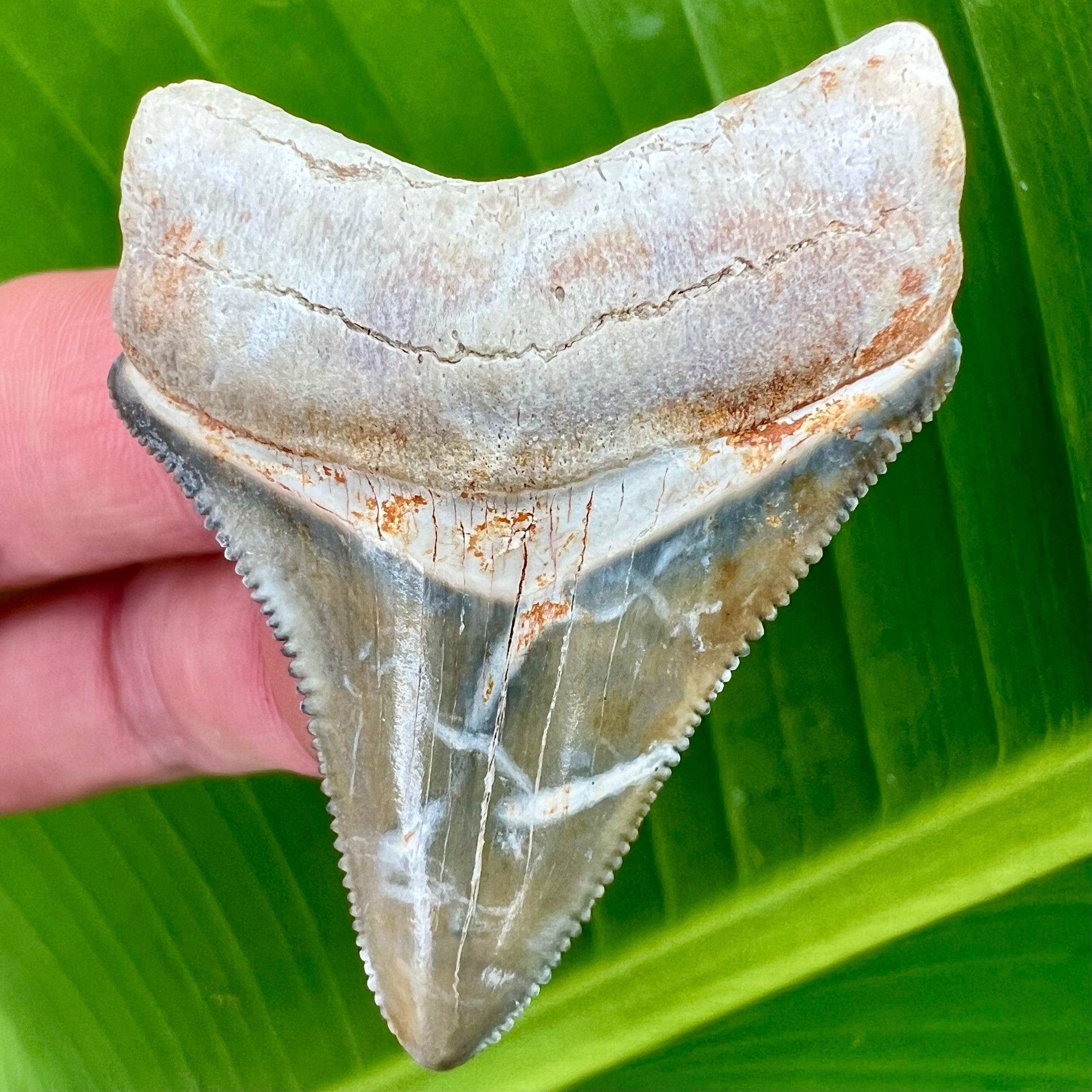 WOW Colorful Bone Valley Florida Megalodon tooth – Primitive Past