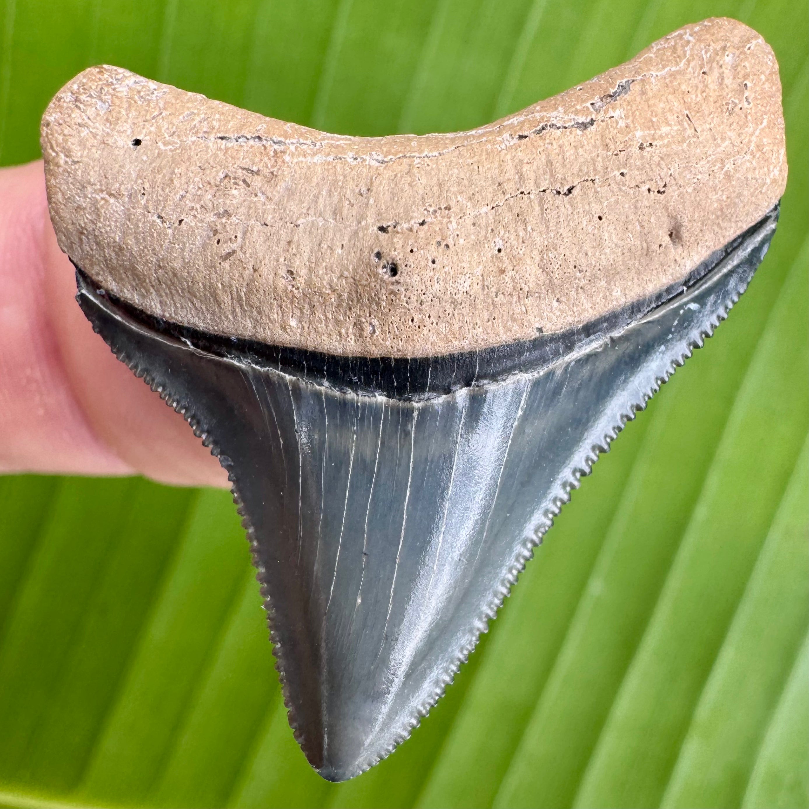 Venice Florida Megalodon SHARK tooth – Primitive Past