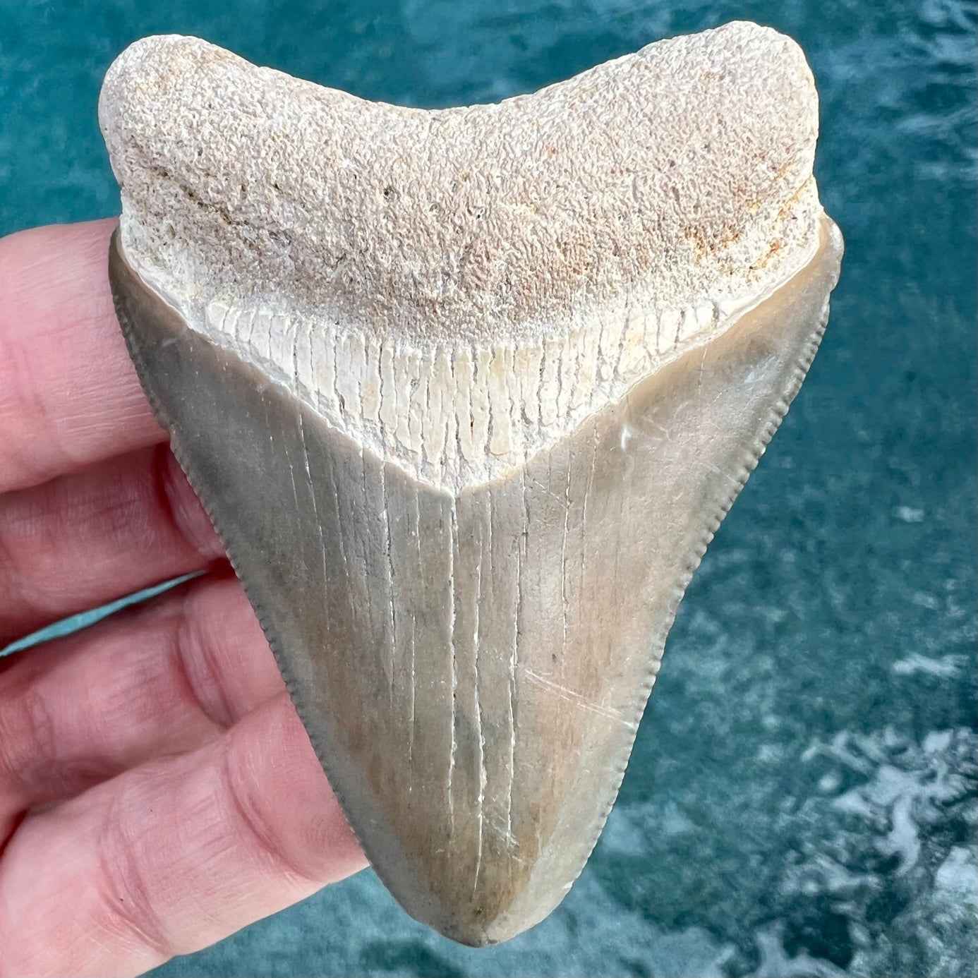 Bone Valley Florida Fossil Megalodon Shark Tooth – Primitive Past