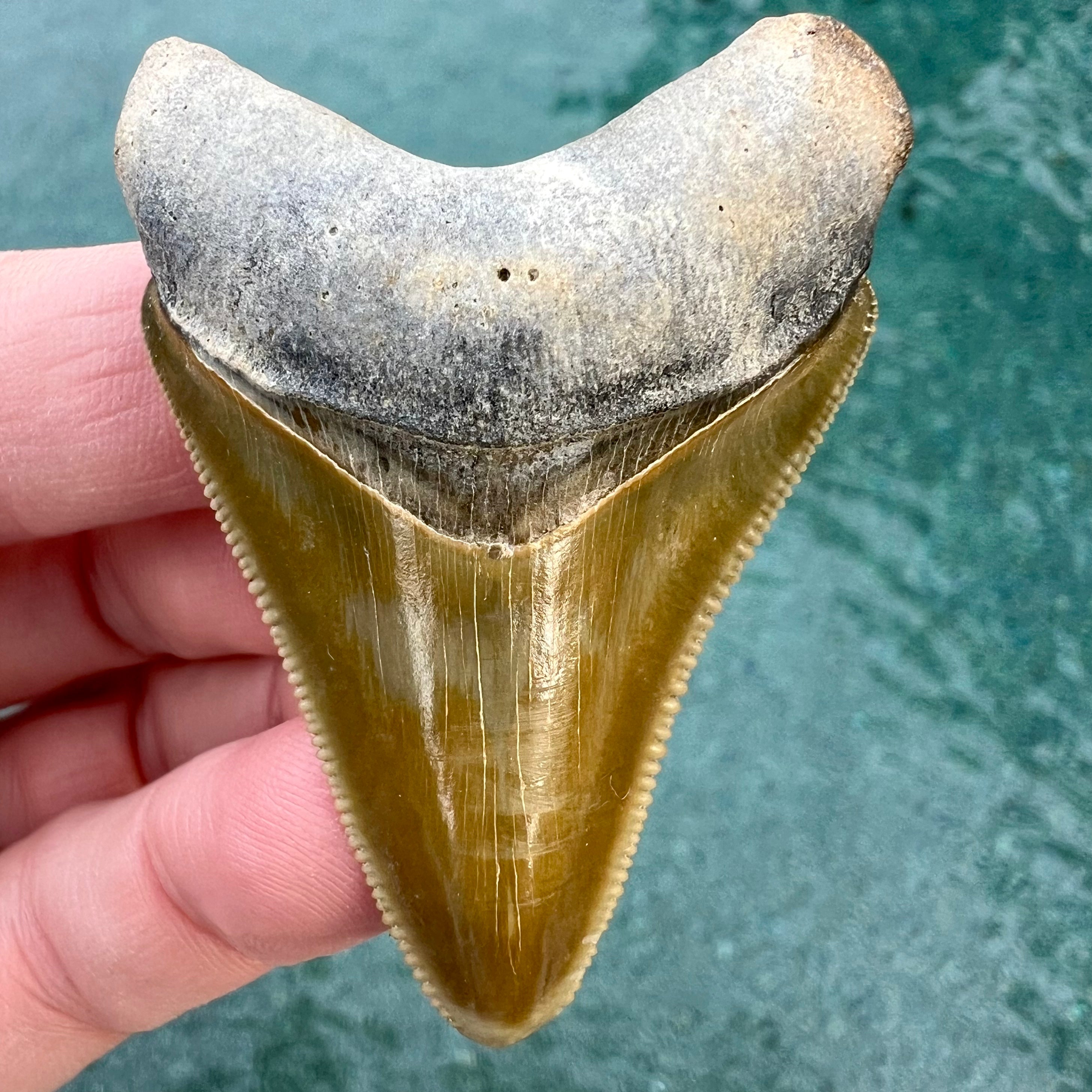Real Florida Fossil Megalodon SHARK tooth – Primitive Past