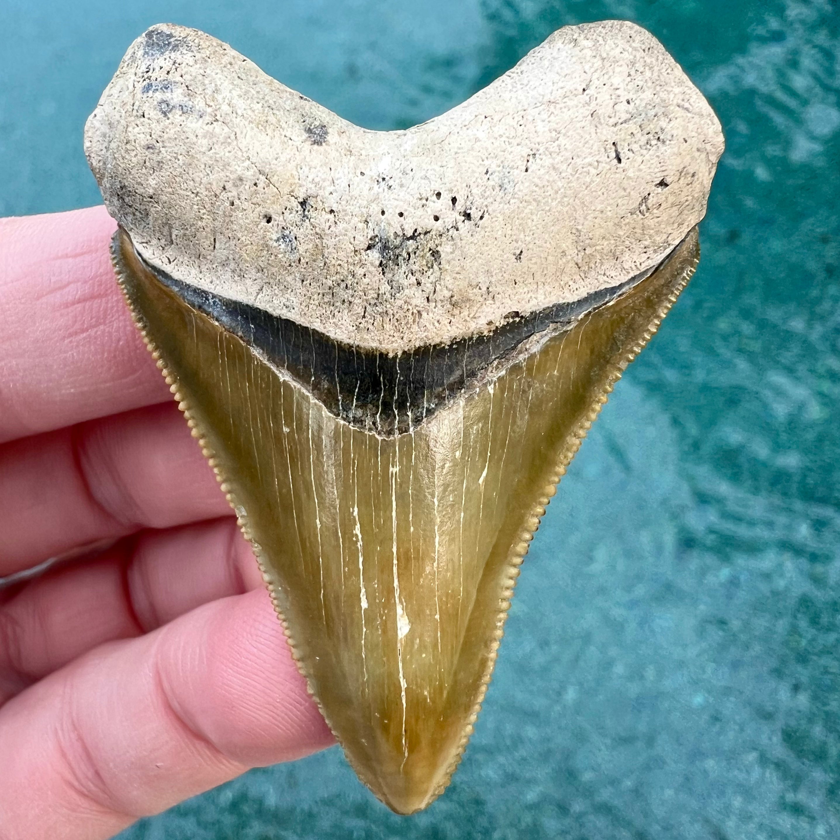 2.22" Megalodon tooth – Primitive Past