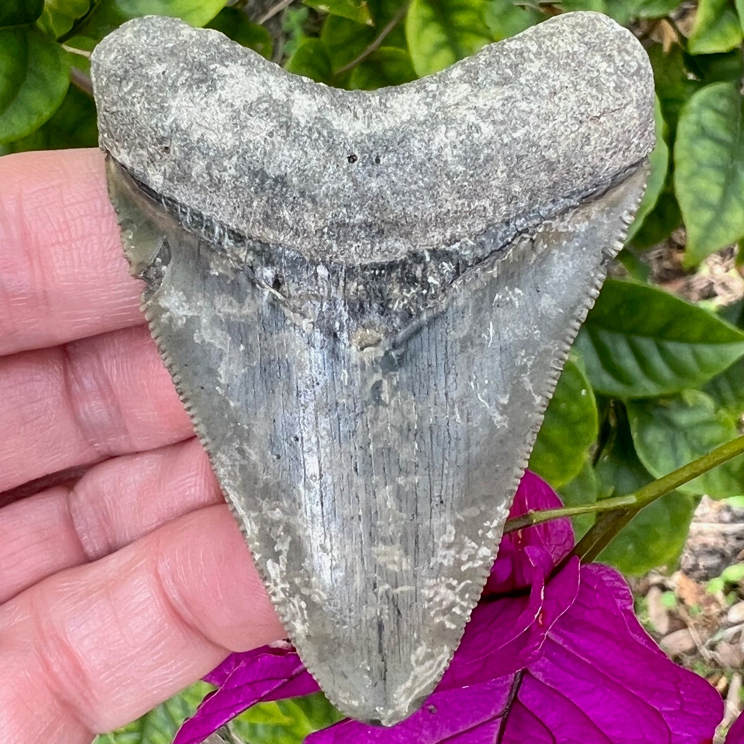 Bone Valley Floirda Fossil Megalodon Shark Tooth – Primitive Past
