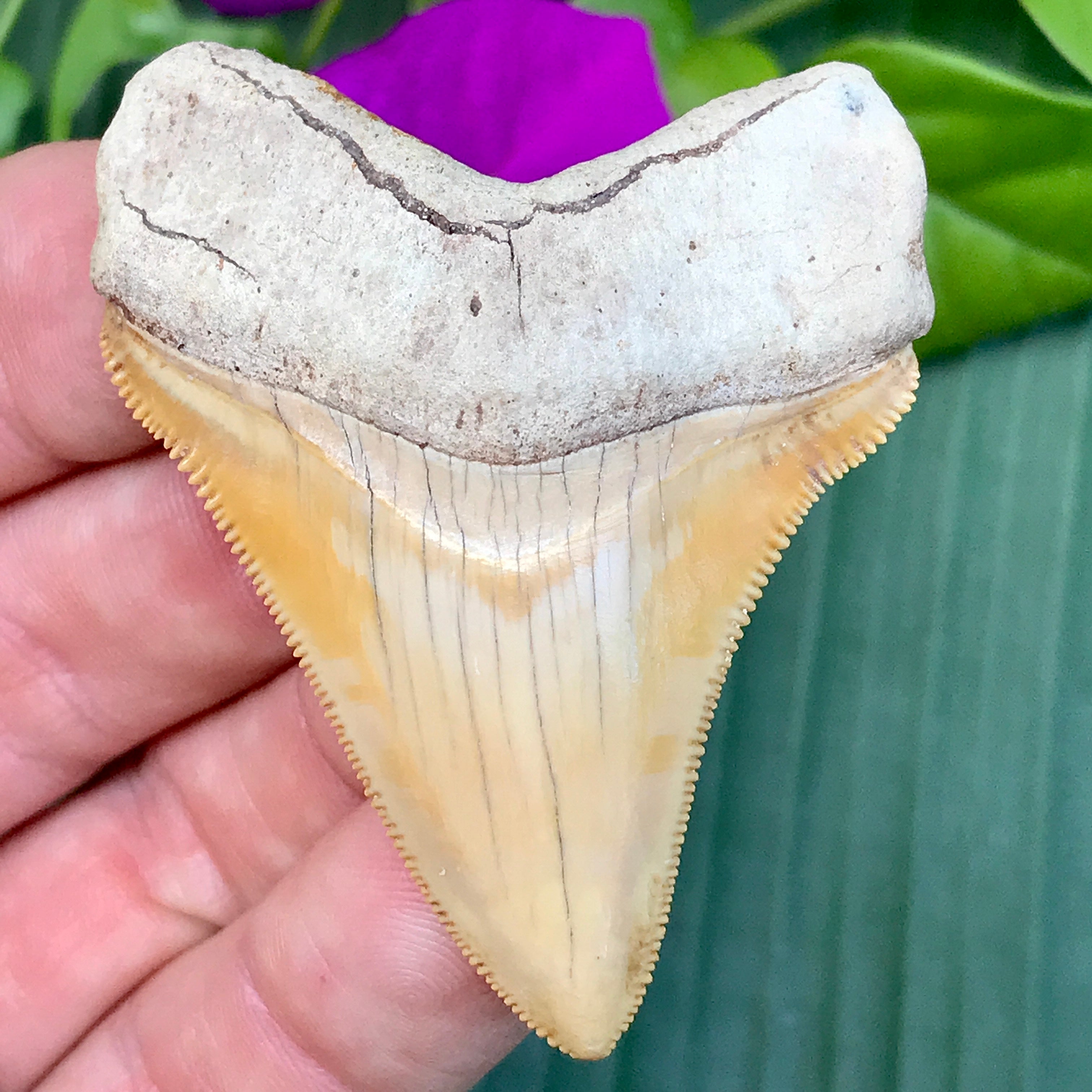 Florida Fossil Chubutensis shark tooth – Primitive Past