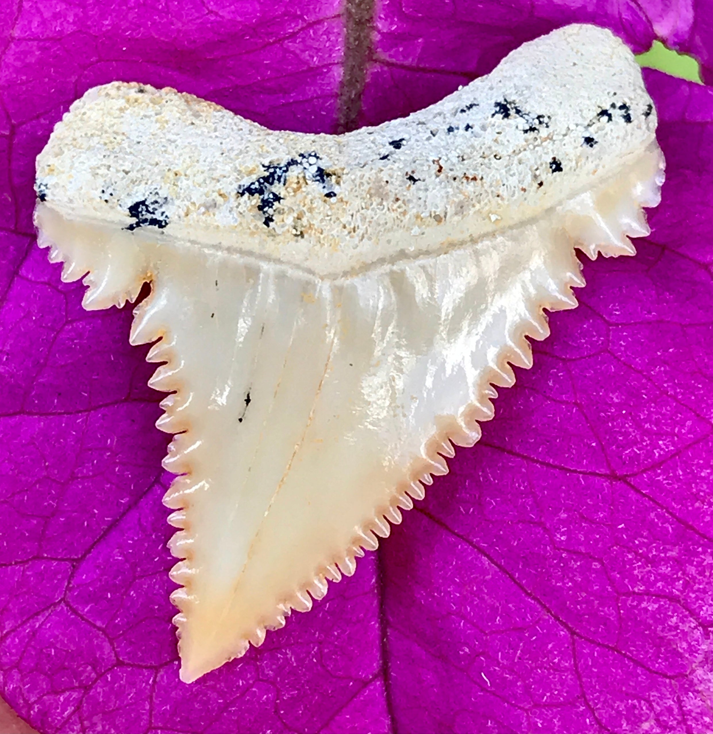 .97" Fossil Palaeocarcharodon Shark tooth – Primitive Past