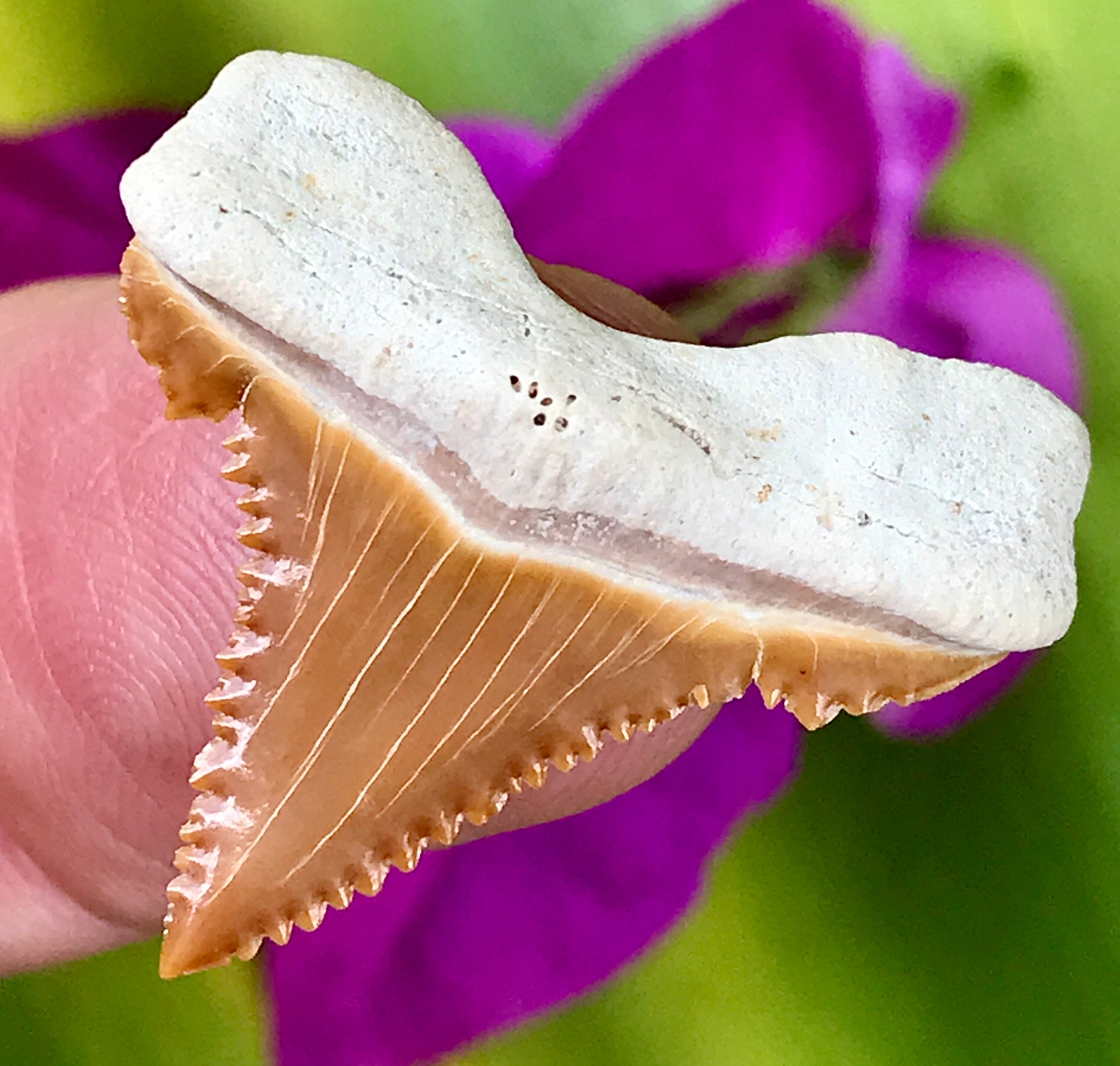 Fossil Palaeocarcharodon Shark tooth – Primitive Past