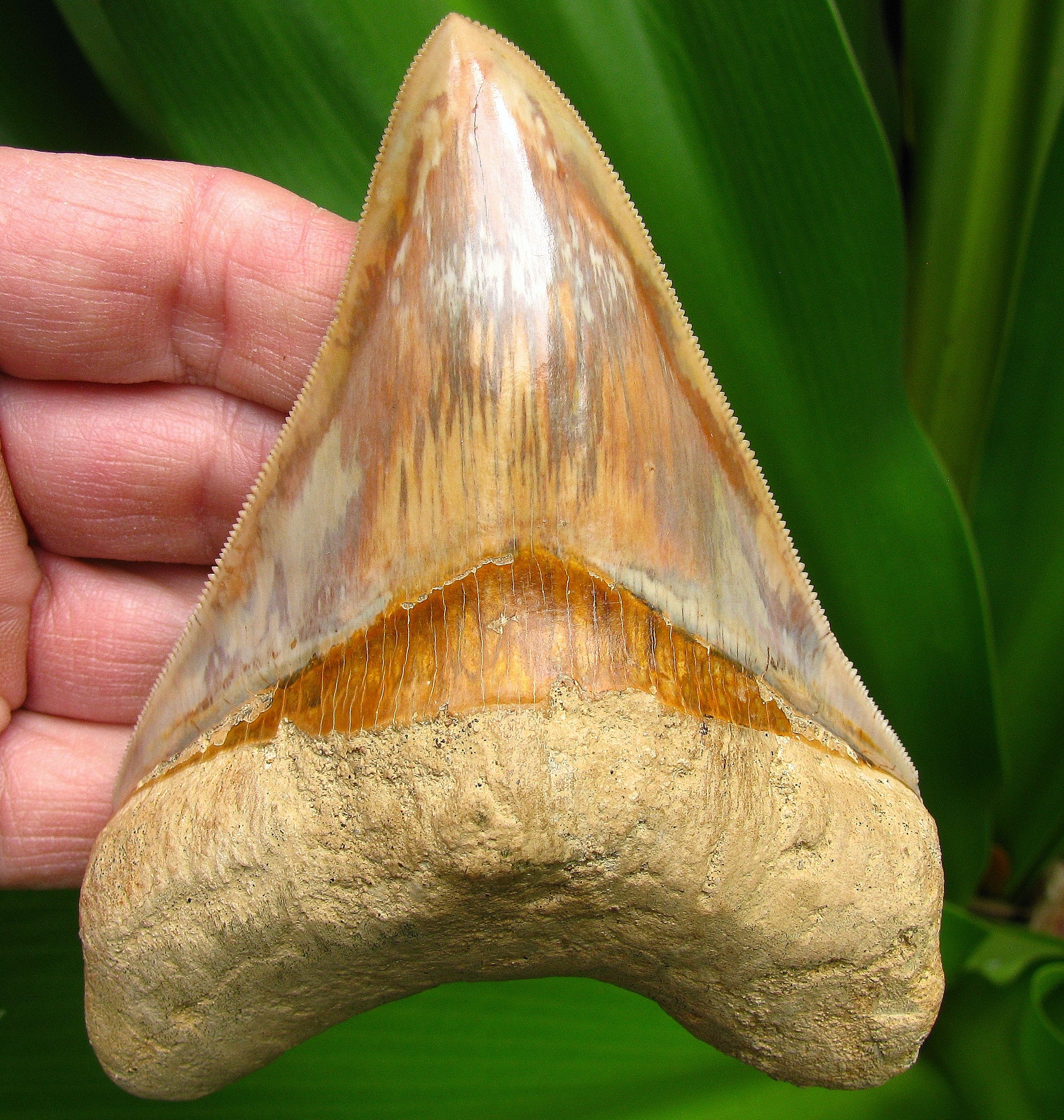Authentic Megalodon Fossil Shark tooth – Primitive Past