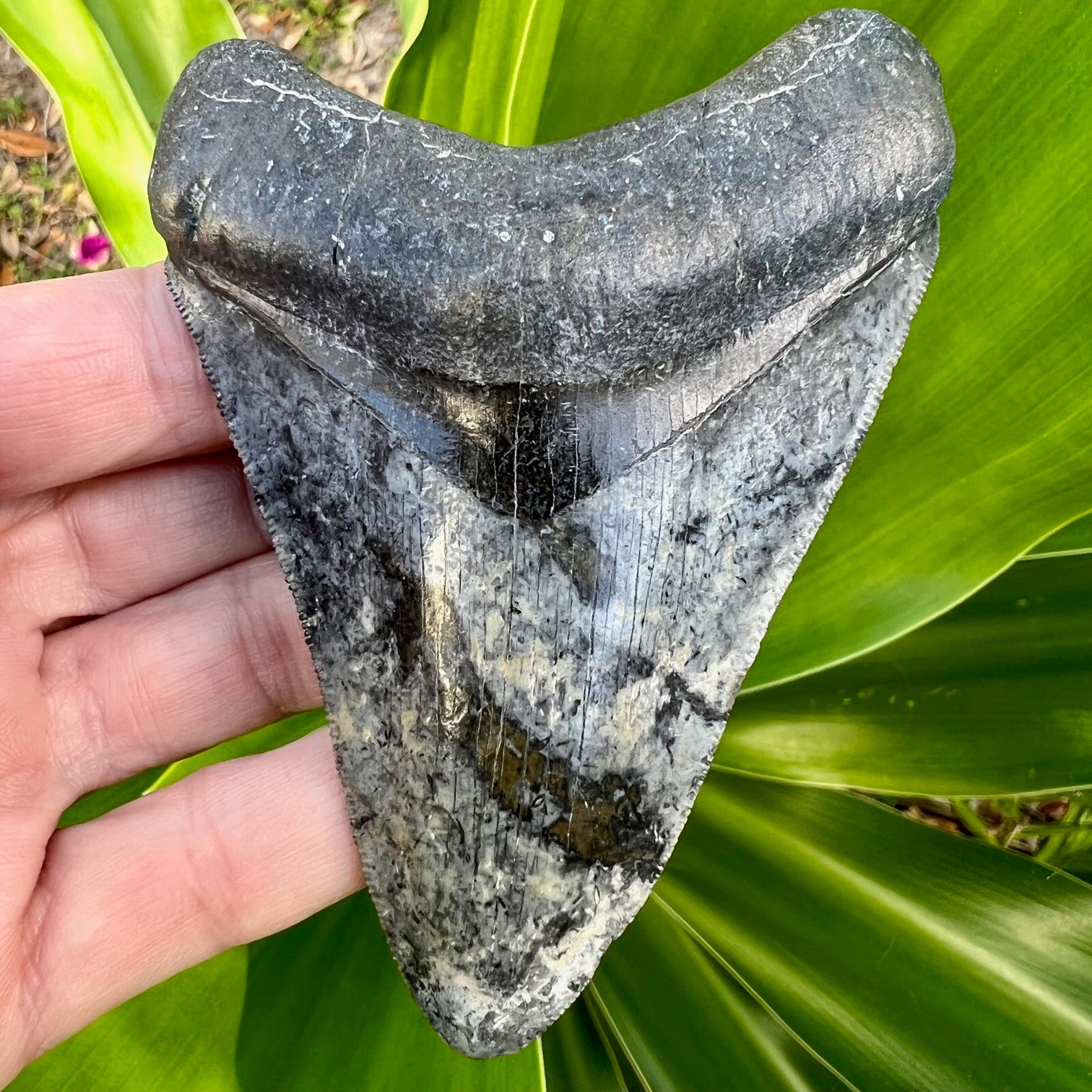 Authentic Florida Fossil Megalodon tooth – Primitive Past
