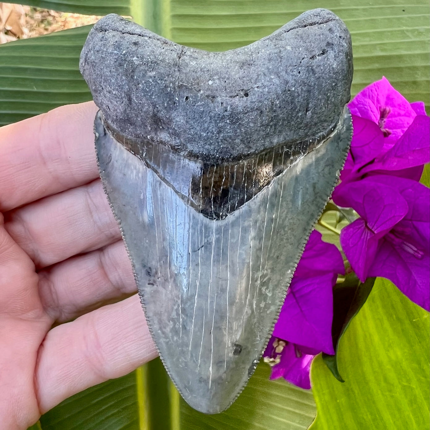 Venice Florida fossil Megalodon shark tooth – Primitive Past