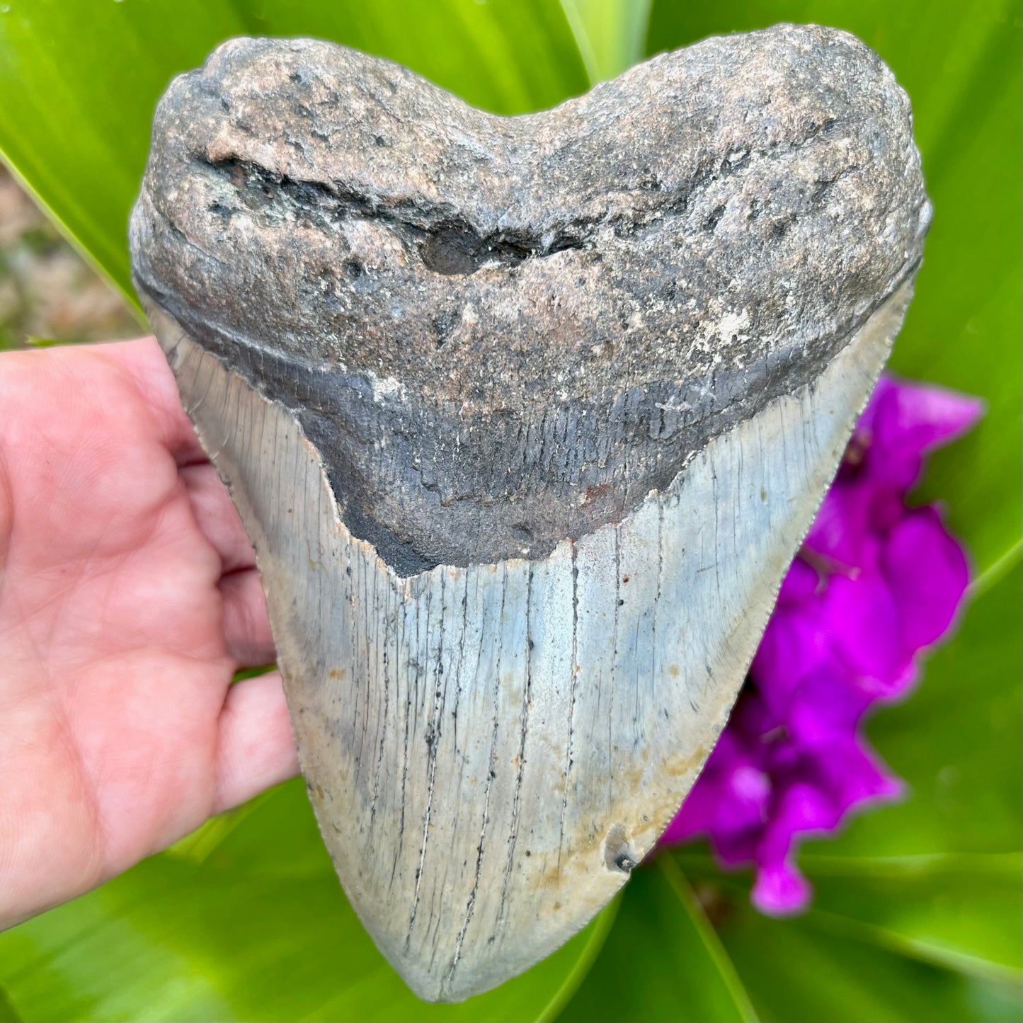 Massive North Carolina Fossil Megalodon Shark tooth – Primitive Past