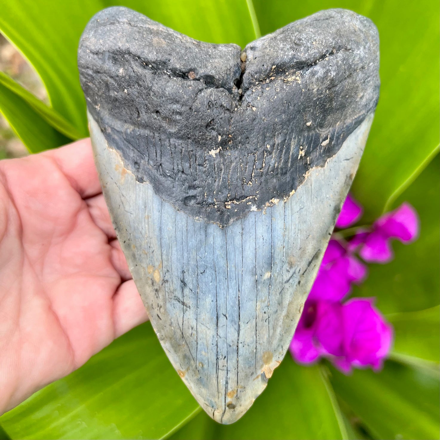 Large North Carolina Megalodon fossil shark tooth – Primitive Past