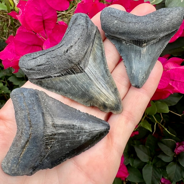 Three Venice Florida Fossil Megalodon Shark teeth – Primitive Past
