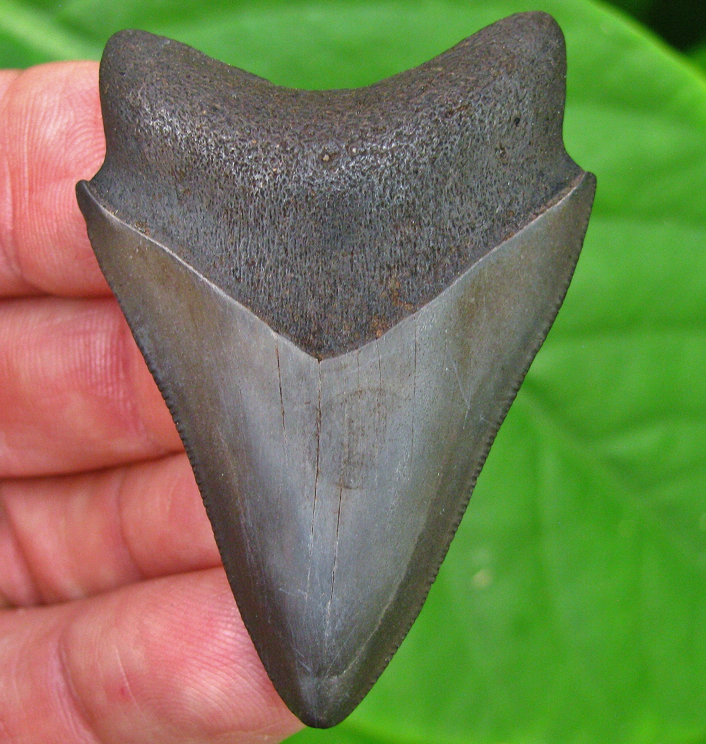 Authentic Fossil Megalodon Shark tooth – Primitive Past