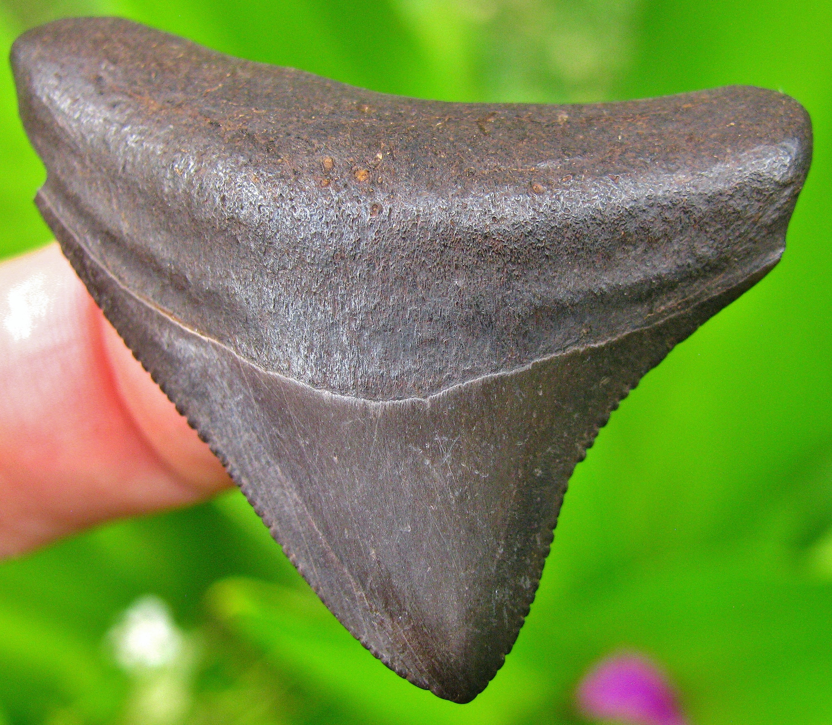 Authentic Posterior Megalodon Fossil Shark Tooth – Primitive Past