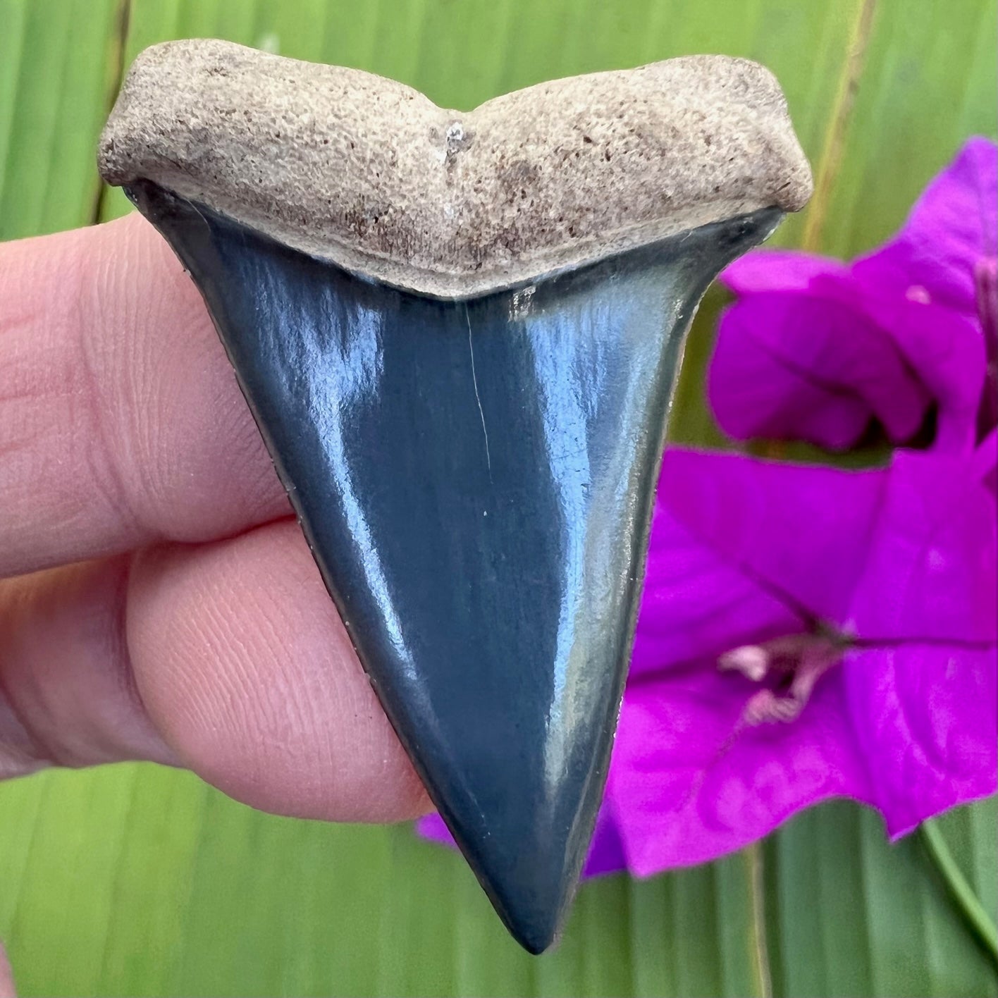 Florida Fossil Mako Shark tooth – Primitive Past