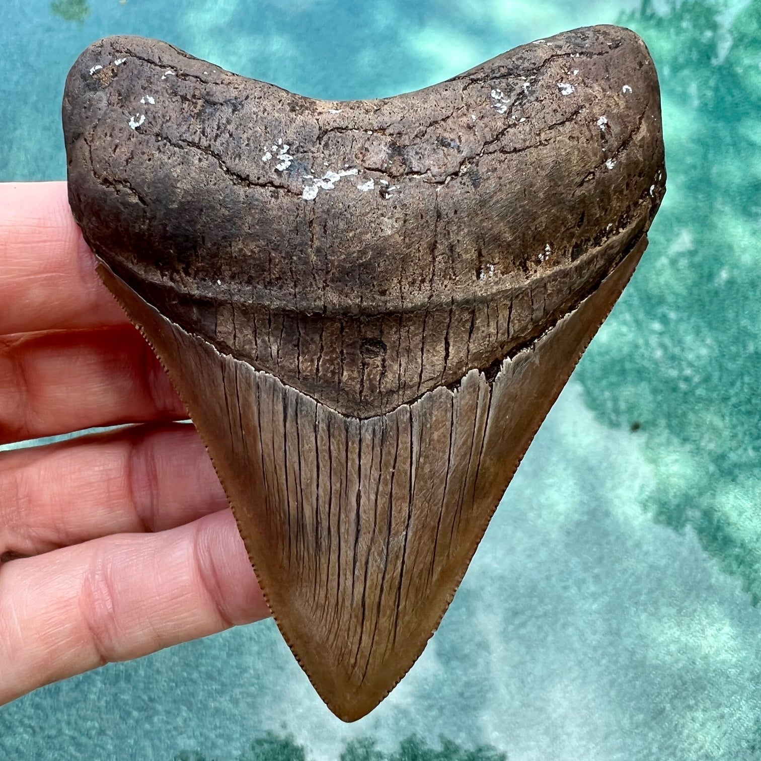 Authentic Fossil Megalodon Shark Tooth – Primitive Past