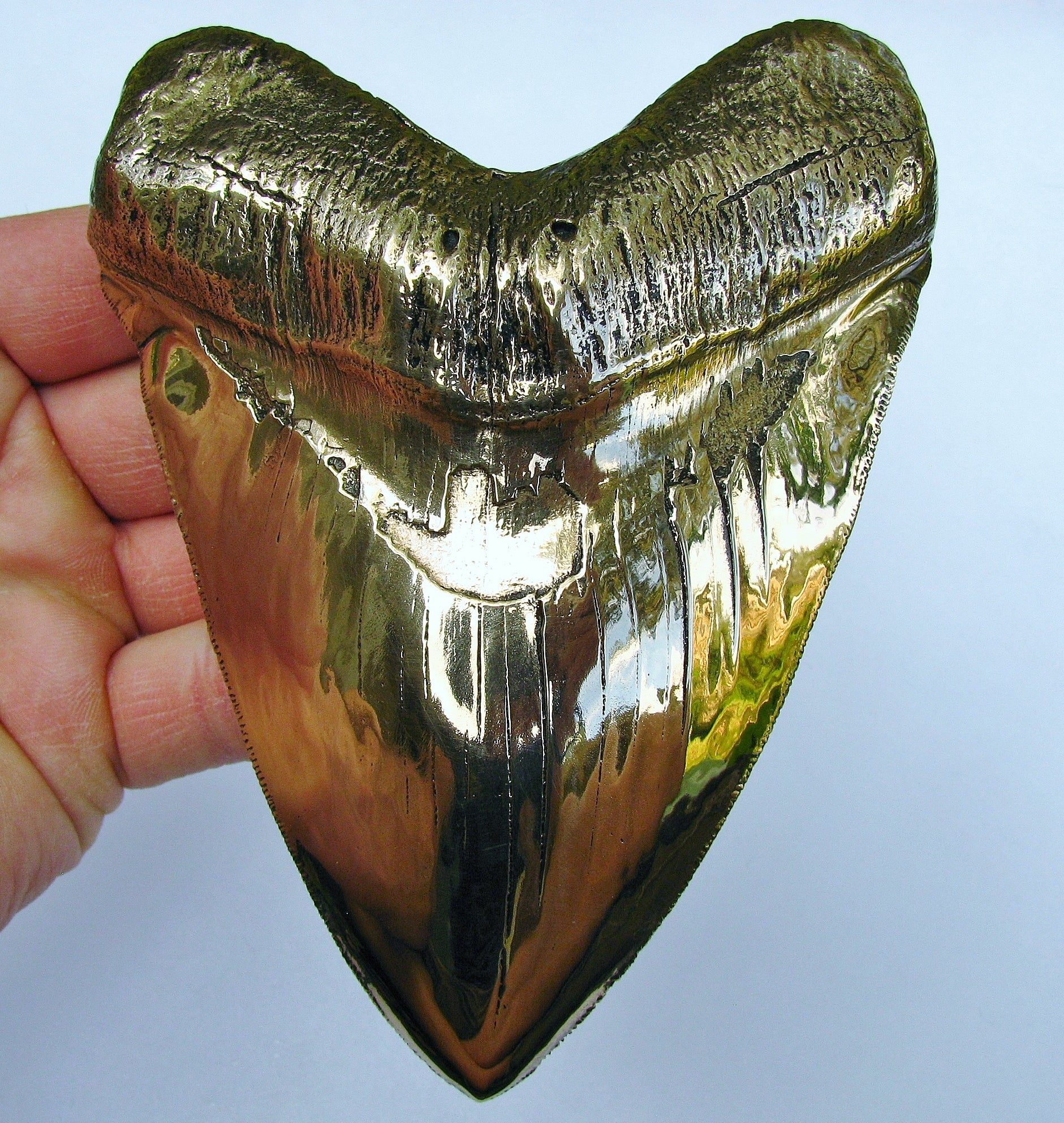 Bronze Megalodon Fossil Shark Tooth Meg Art Casting – Primitive Past