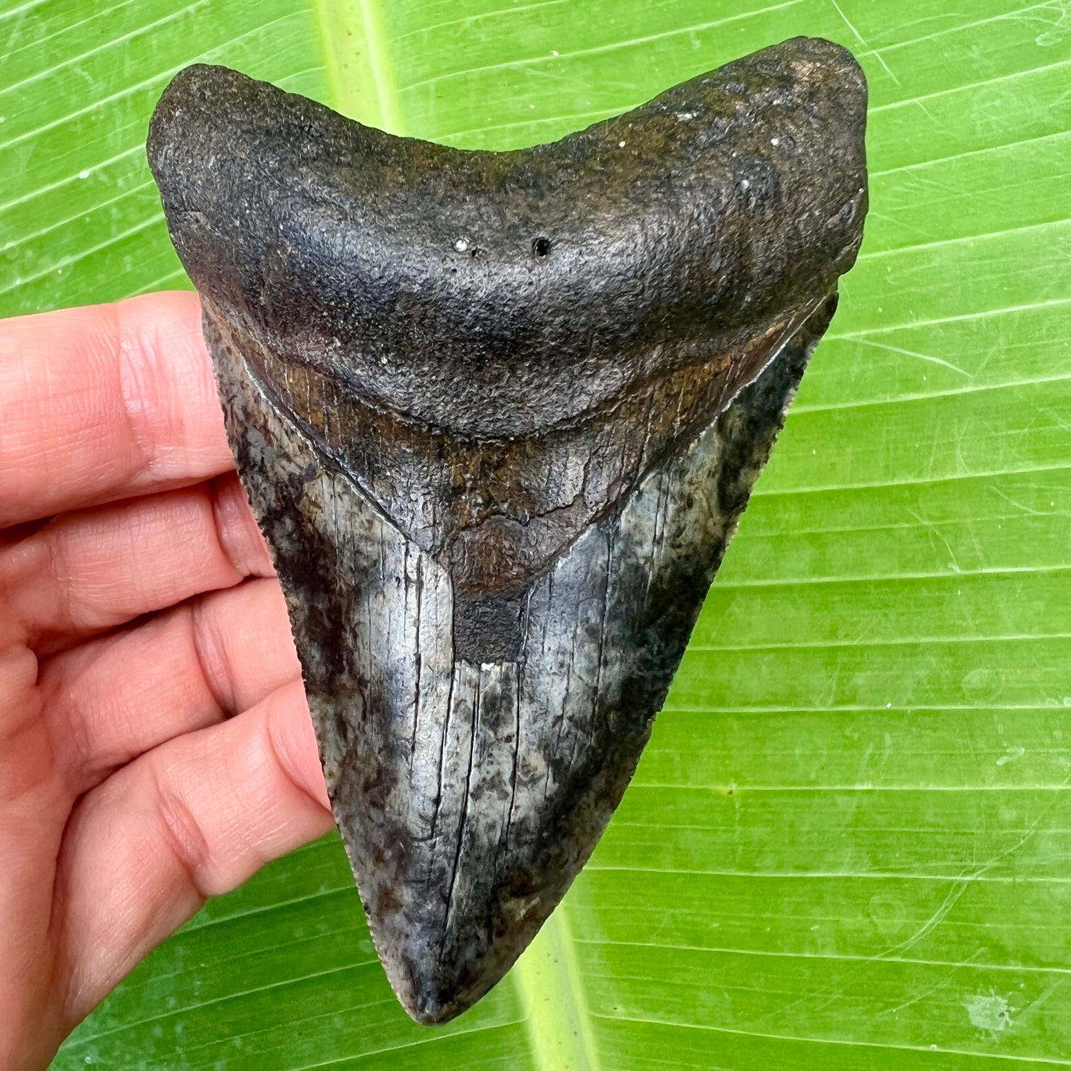 Florida Fossil Megalodon shark tooth Meg – Primitive Past