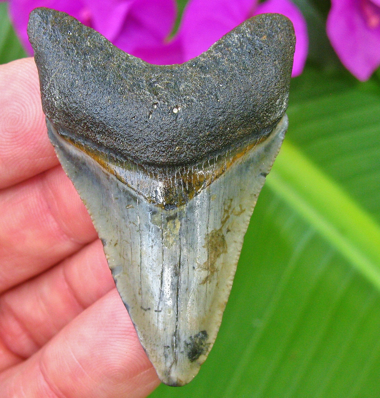 Florida Fossil Megalodon Shark tooth MEG – Primitive Past